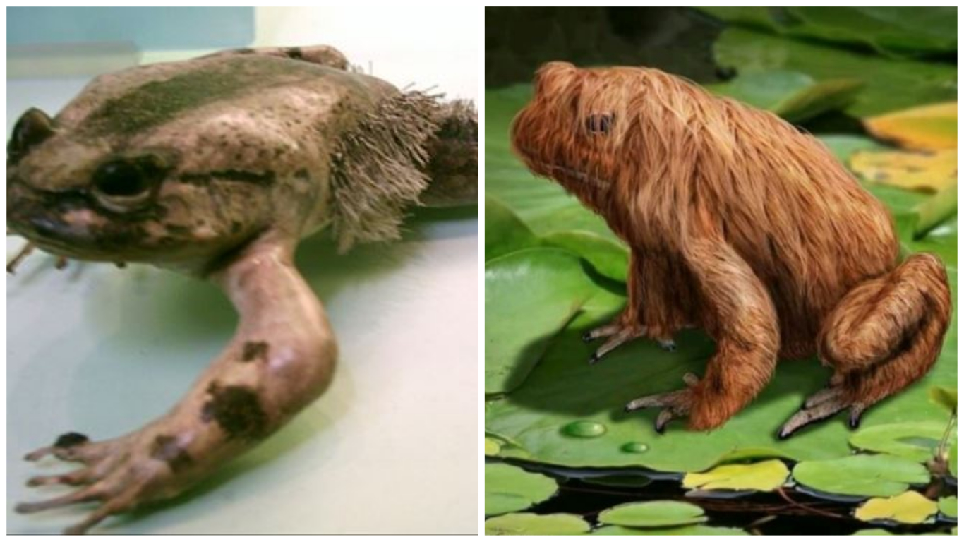 FACT CHECK Is This A Photograph Of A Real Hairy Frog Here s The Facts FACT CHECK Is This A Photograph Of A Real Hairy Frog Here s The Facts
