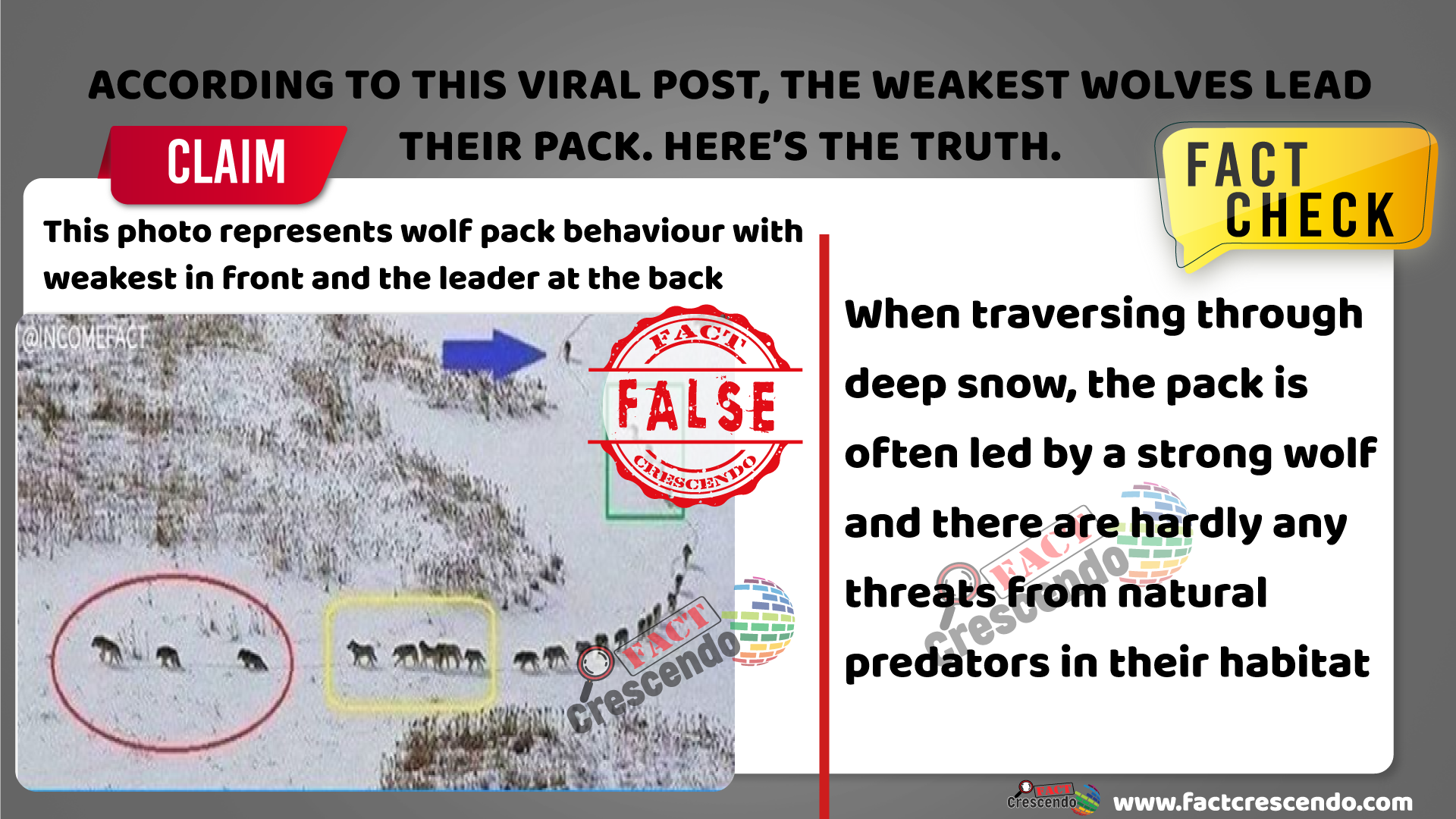 According To This Viral Post, The Weakest Wolves Lead Their Pack. Here ...