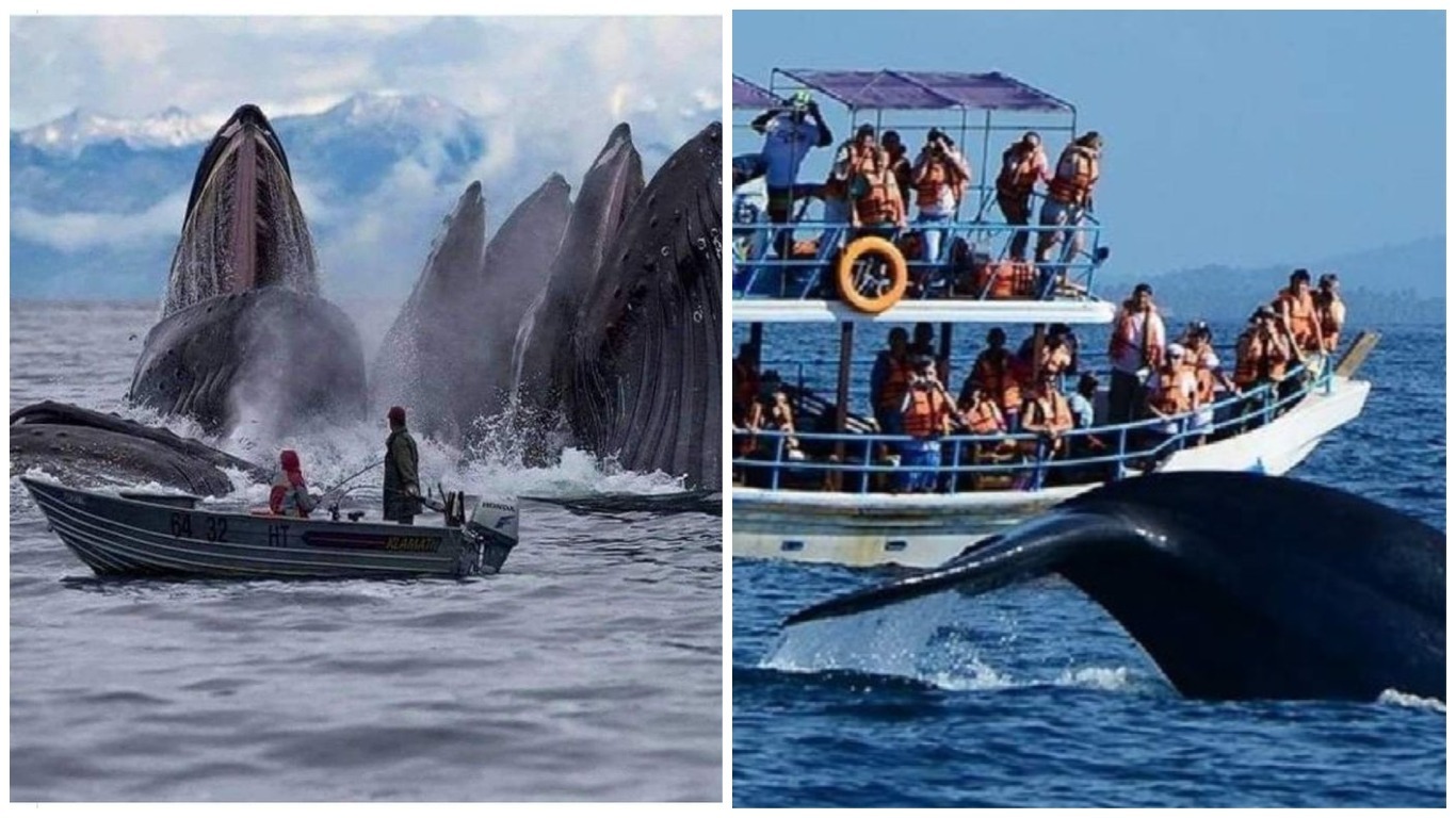 A small boat up close to a set of huge whales near Norway? (PHOTO) Find ...