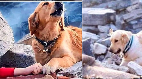 Old Stock Image of a SAR dog Goes Viral as A Pet Dog Besides Its Master ...
