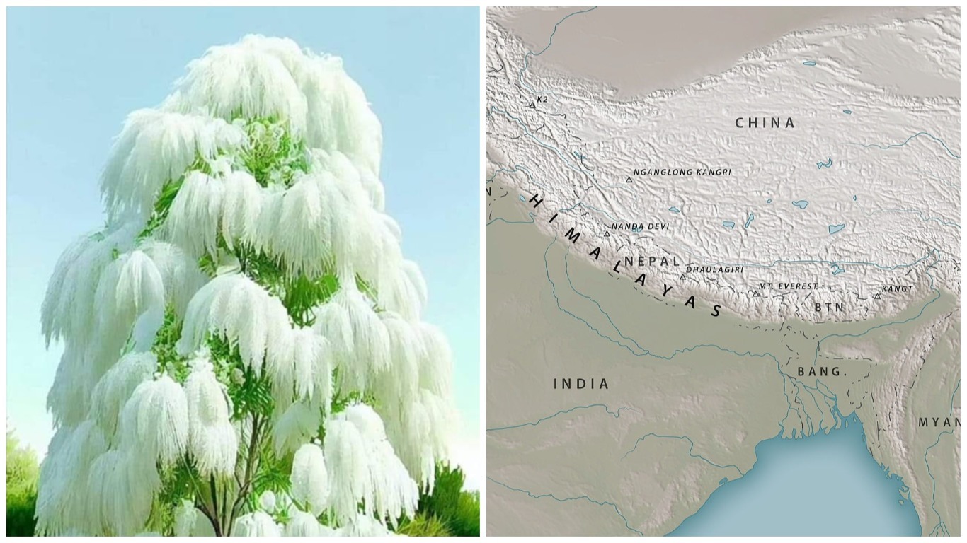 Don’t Be Misled By Claims of Flowers Blooming In The Himalayas Once In ...