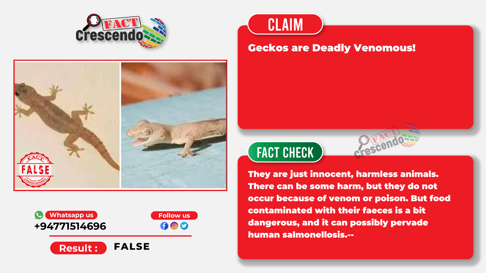 Are Geckos Deadly Venomous? - Fact Crescendo Sri Lanka English | The ...