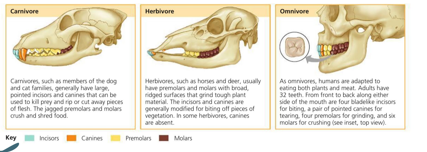 Are Humans Carnivorous Species? Find out the facts... - Fact Crescendo ...