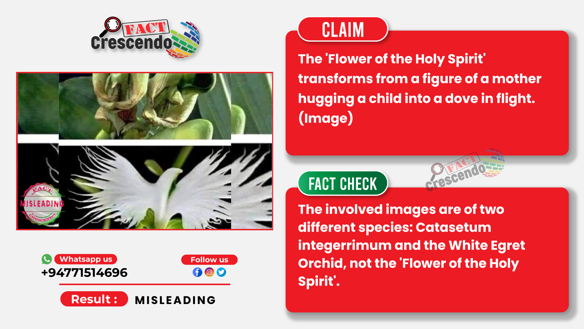 'Flower of the Holy Spirit-In-depth Insights - Fact Crescendo Sri Lanka ...