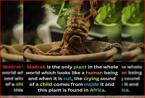 Do Mandrake Plants Cry Upon Uprooting? - Fact Crescendo Sri Lanka ...