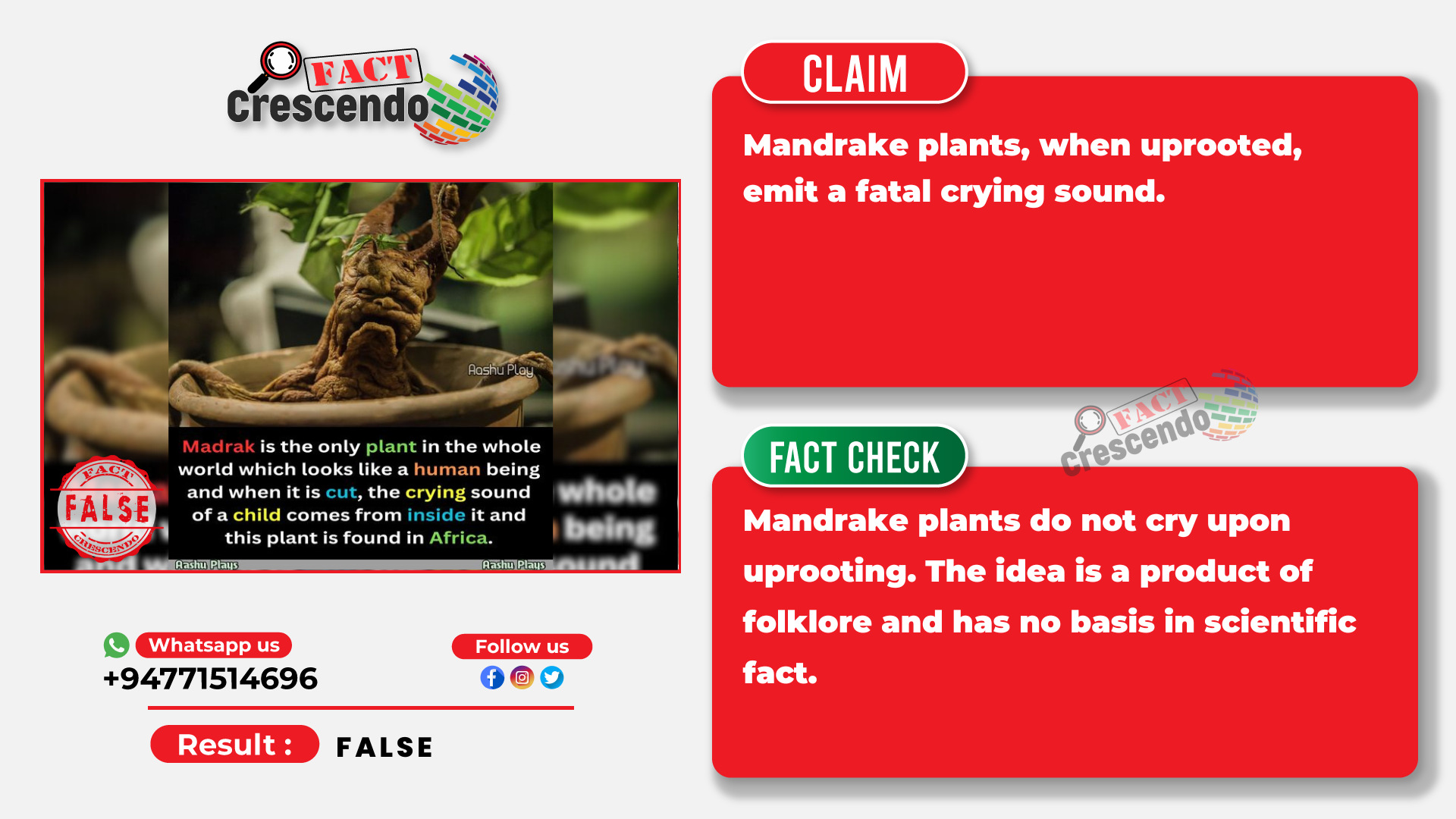 Do Mandrake Plants Cry Upon Uprooting? - Fact Crescendo Sri Lanka ...