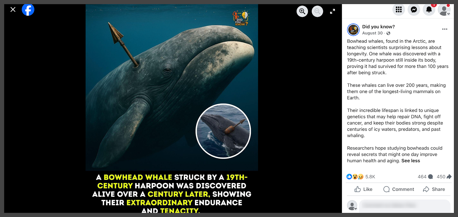 Whale With 19th-Century Harpoon Is Real, But Viral Images Are ...