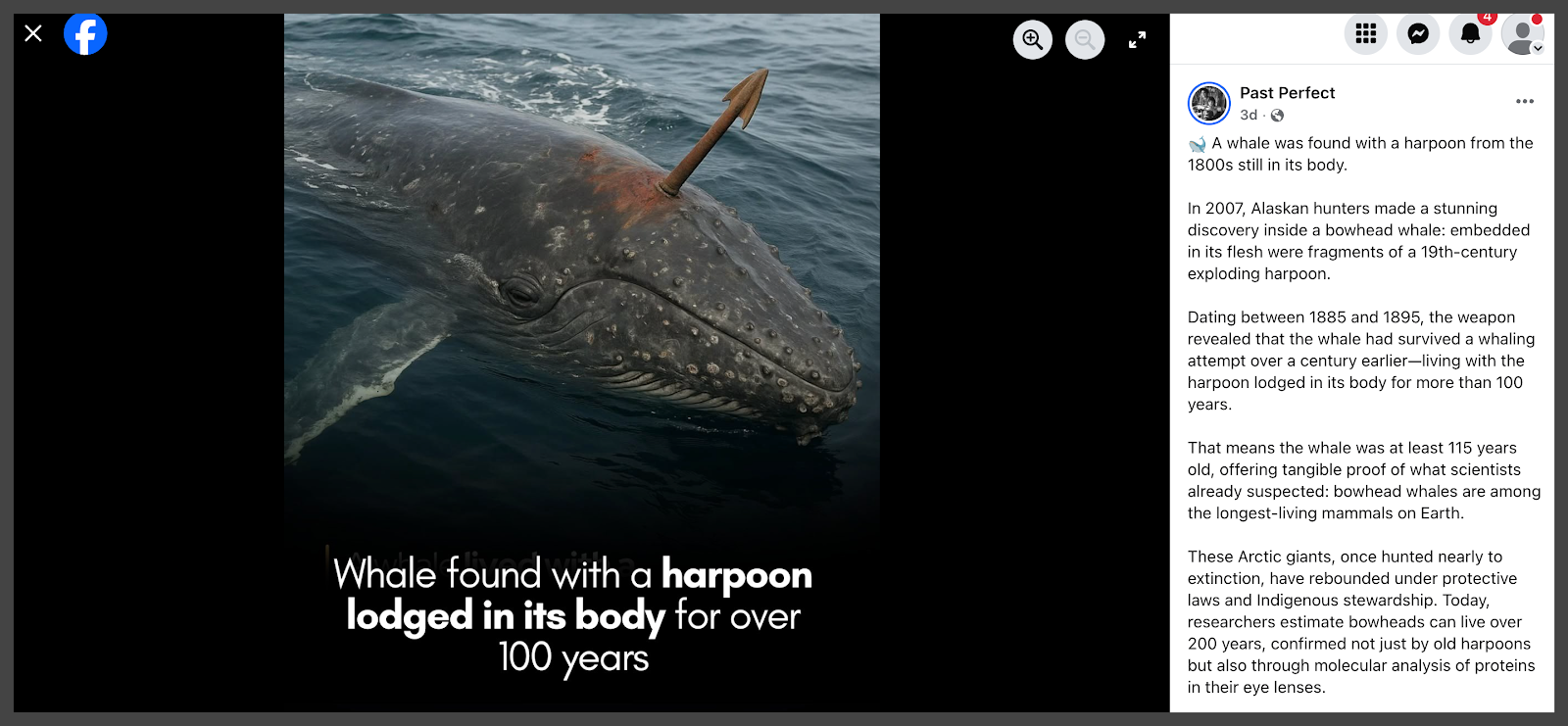 Whale With 19th-Century Harpoon Is Real, But Viral Images Are ...